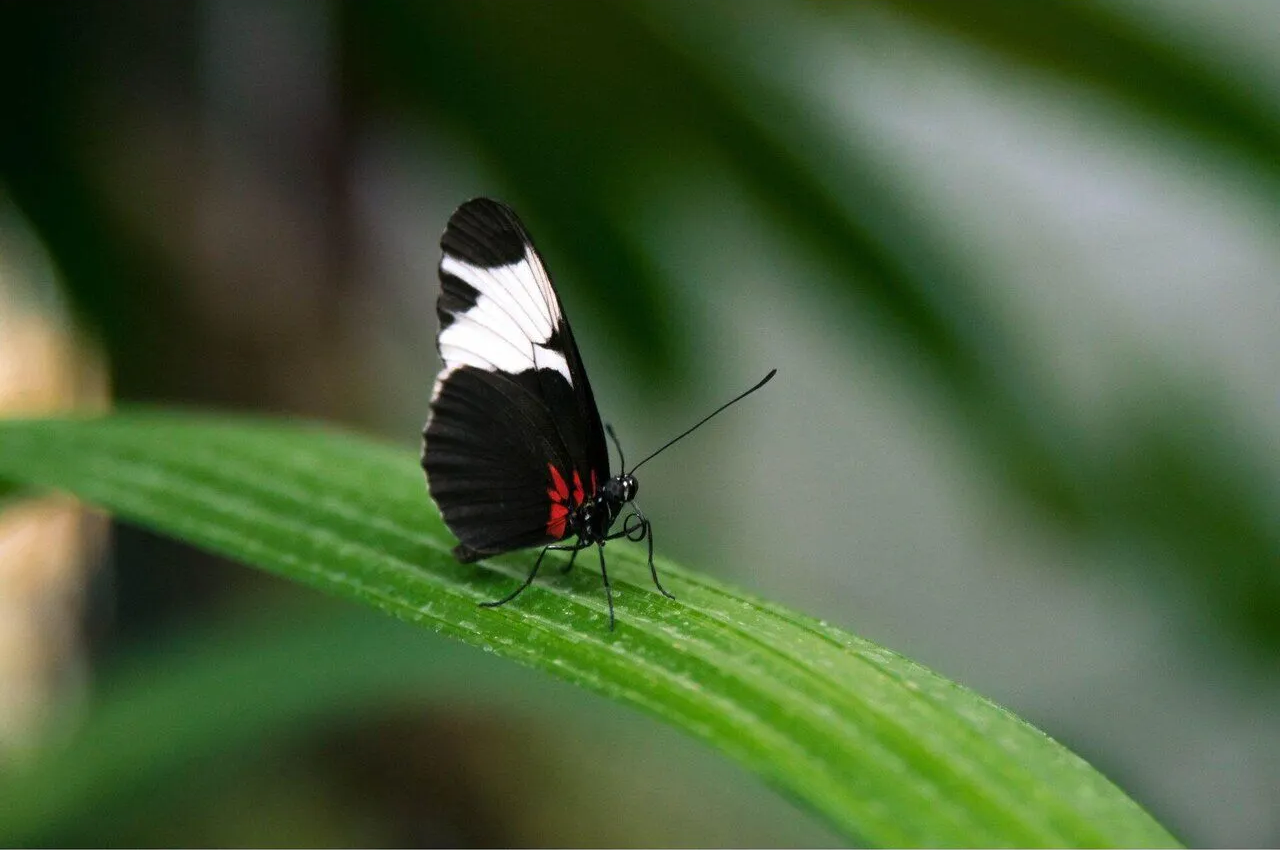 How does an NDIR work – Elektrotechnik-Schabus